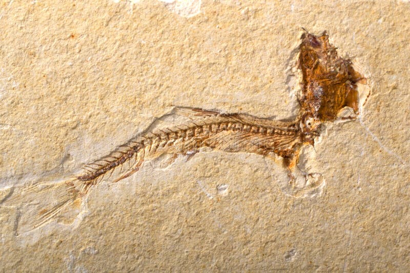 Fish fossil stock photo. Image of nature, artifact, animal - 29391018