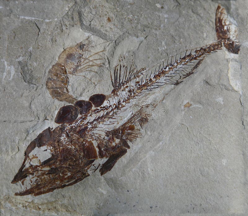 Fish Fossil stock photo. Image of ocean, creature, fossils - 7705598