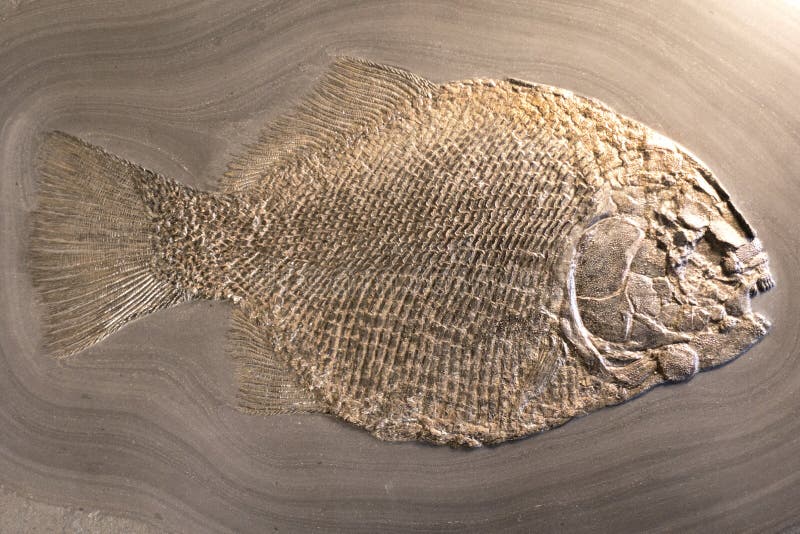 Fish fossil stock image. Image of eocene, fossil, geology - 90683577