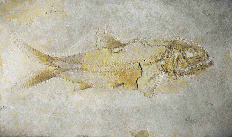Fish Fossil. Prehistoric Fish Stock Photo - Image of fish, bone: 283997750