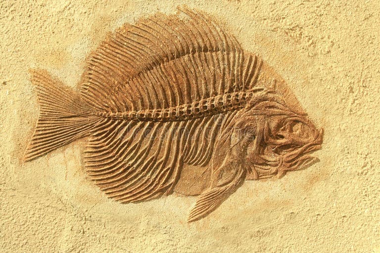 Fish fossil stock photo. Image of paleontology, remnant - 34535938