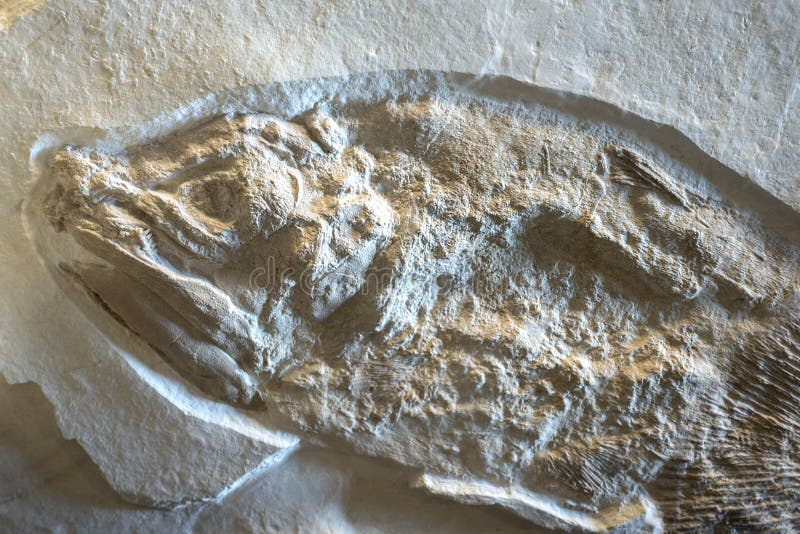 Fish Fossil on Sand Stone Background Stock Image - Image of sand ...