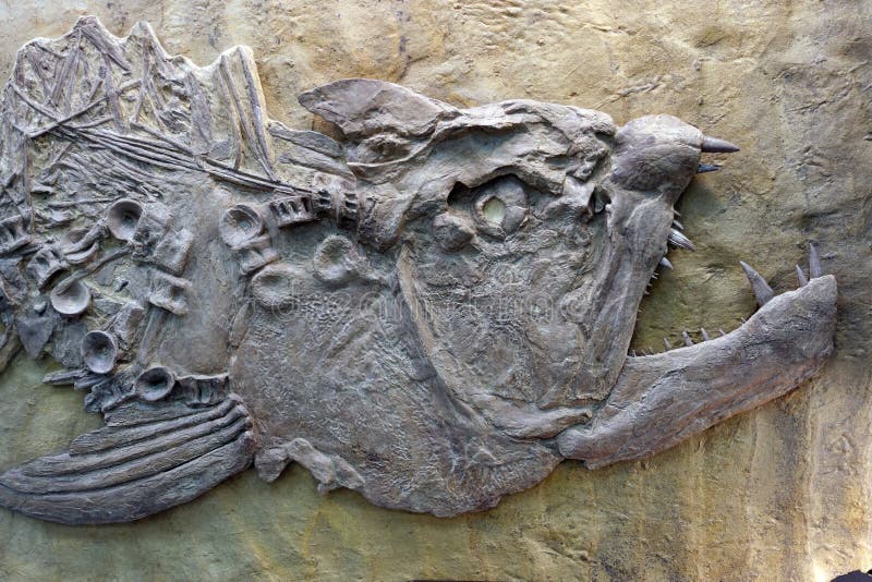 Fish Fossil on Sand Stone Background Stock Image - Image of sand ...