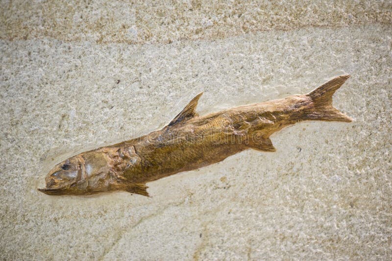 Fish fossil with skin stock image. Image of ancient, brown - 28051705