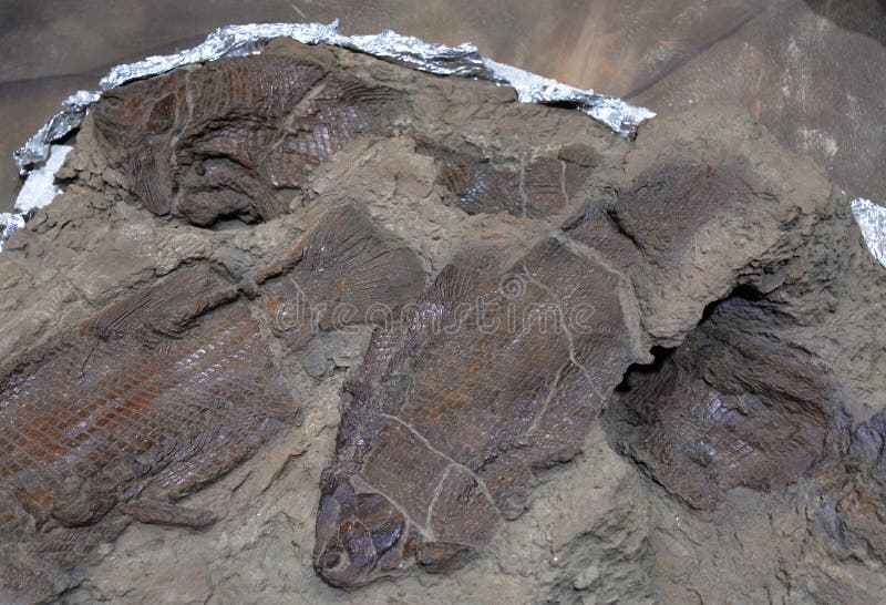 Fish Fossil stock photo. Image of stone, marine, oceans - 54286868