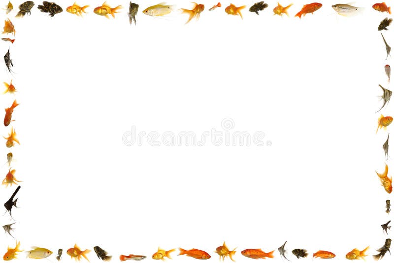 300+ Fish frame Free Stock Photos - StockFreeImages