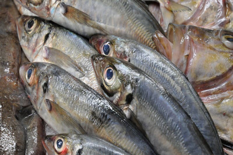 Fish stock photo. Image of fish, fresh, france, health - 214084308