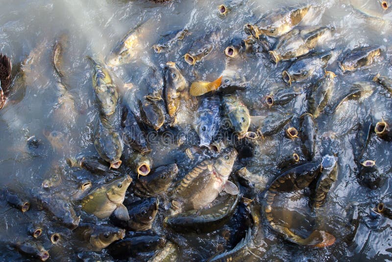 Fish Frenzy stock photo. Image of fish, marine, river - 27229030