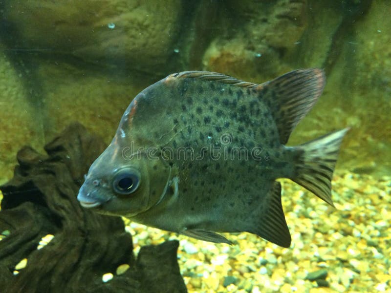 Fish frenzy stock image. Image of fauna, organism, ecosystem - 69913039