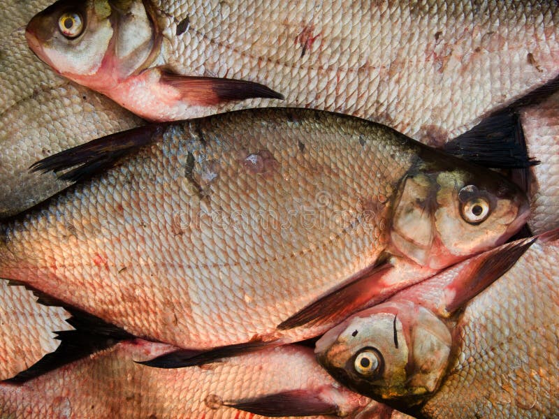 Fish fresh stock photo. Image of fish, fins, tail, head - 11399562