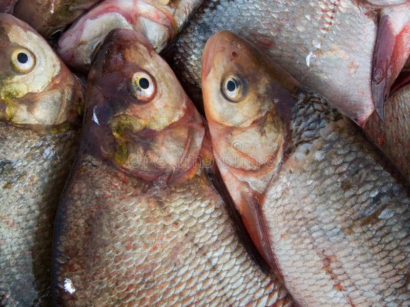 Fish fresh stock image. Image of fish, fins, meal, background - 11462233