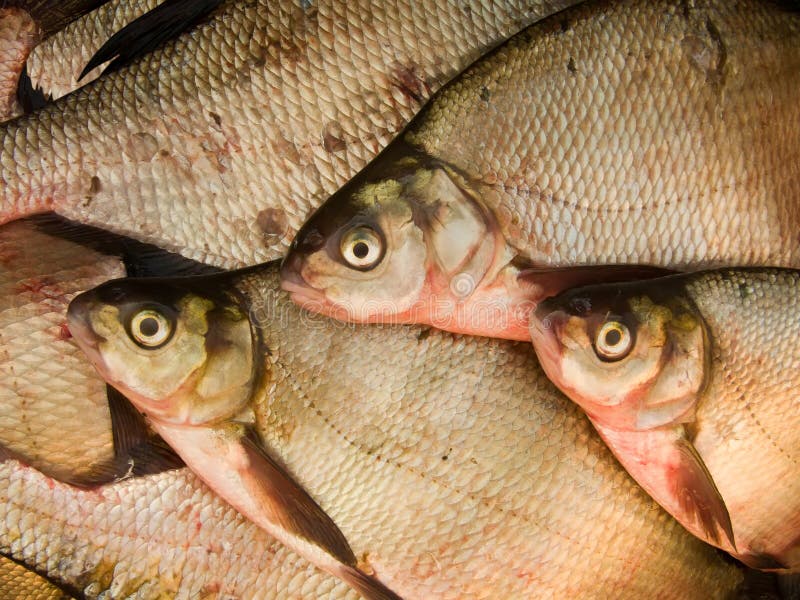 Fish fresh stock image. Image of river, tail, hobby, fish - 11605283