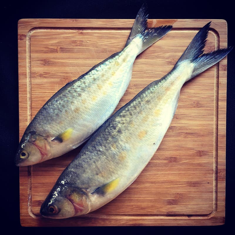 Fish stock image. Image of fish, australian, salmon, ready - 70276575