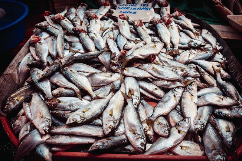 Fish stock photo. Image of balik, catch, food, bazaar - 47352228