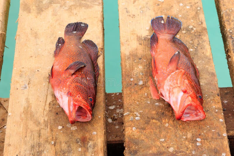 Fish fresh in cape verde stock image. Image of haul, outdoors - 27712807