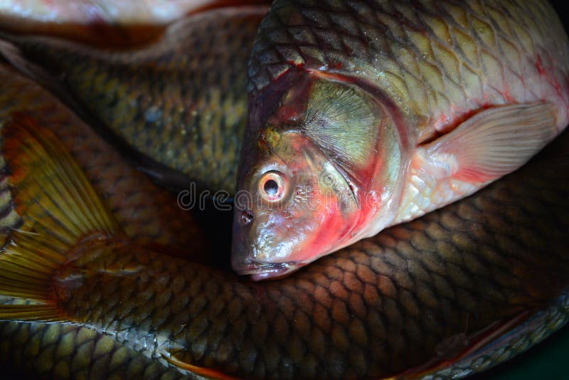Fish fresh stock image. Image of fishing, closeup, fresh - 56469211