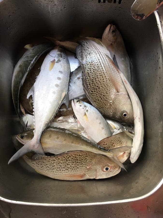 Fish fresh stock image. Image of cheery, fishing, queen - 123990519