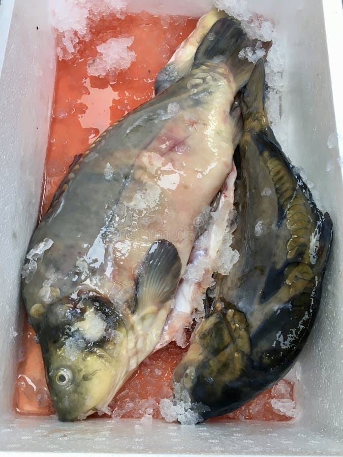 Fish fresh in ice CARP stock photo. Image of supermarket - 237488618