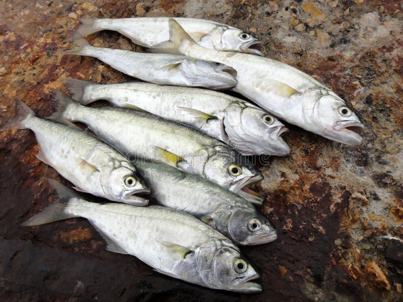 Fish stock image. Image of caught, fish, angle, fisherman - 81526311