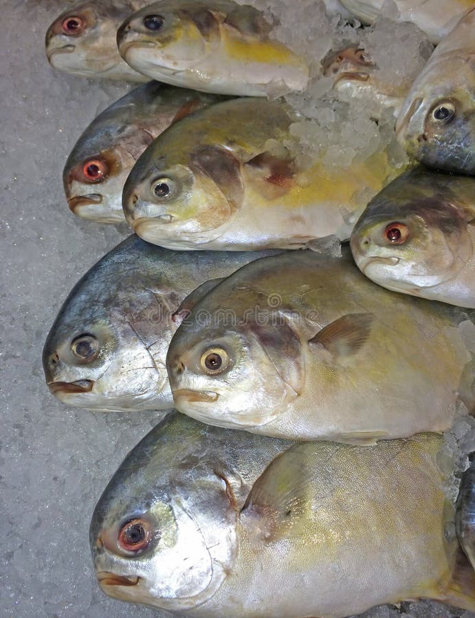 Fish stock photo. Image of poluted, grocery, fisherman - 43179748