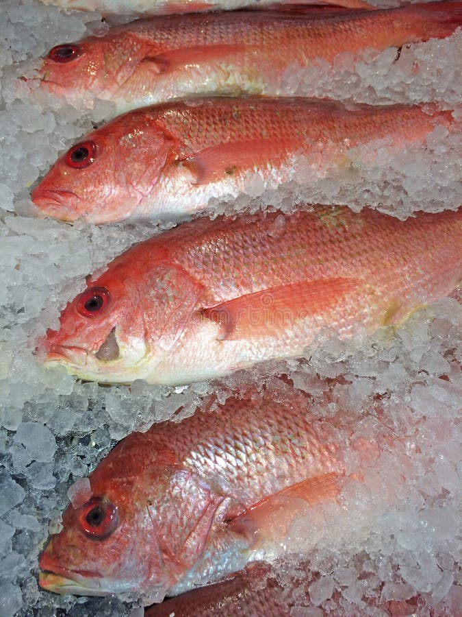 Fresh Fish stock image. Image of open, public, fins, mouth - 9064143