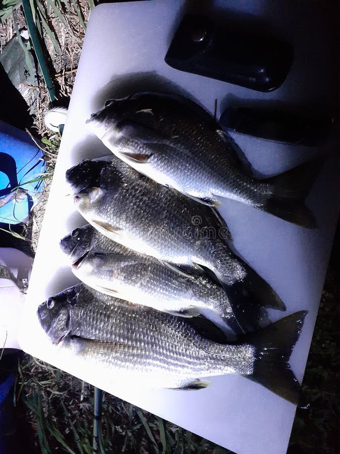 Fish Fresh River Catch and Grab Stock Photo - Image of fish, river ...