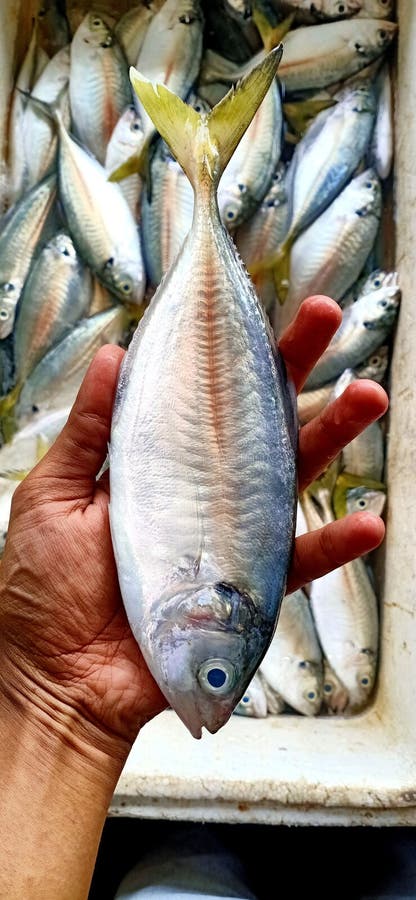 Fish Fresh sea food stock photo. Image of food, animals - 262899914