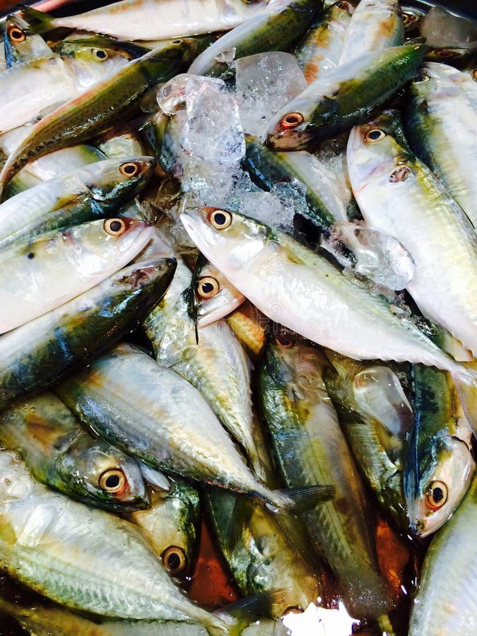 Fish stock image. Image of seafood, market, sell, food - 54826143