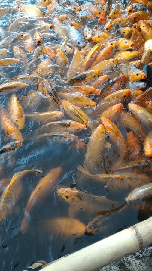 Fish stock photo. Image of food, aquarium, meal, fresh - 262442830