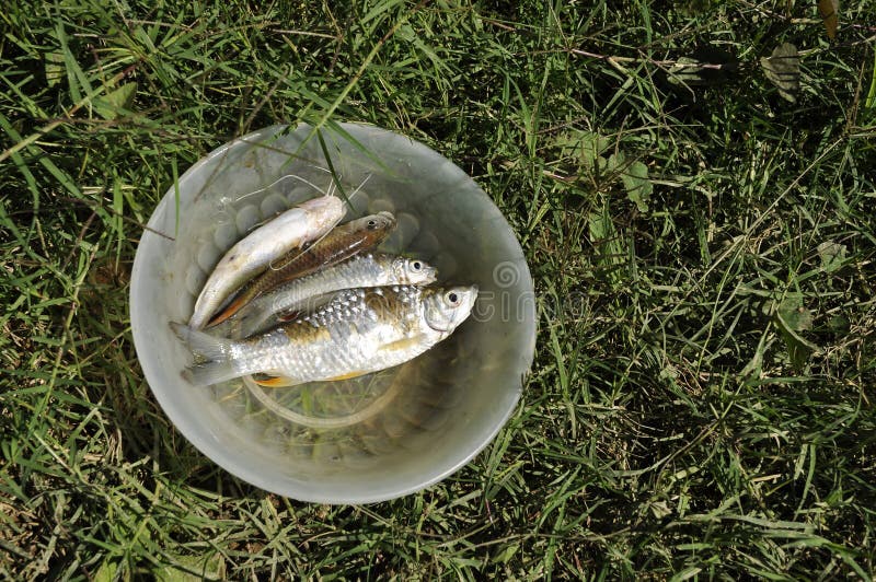 Fish Fresh Water Grass Outdoor Bowl Stock Photo - Image of plant ...