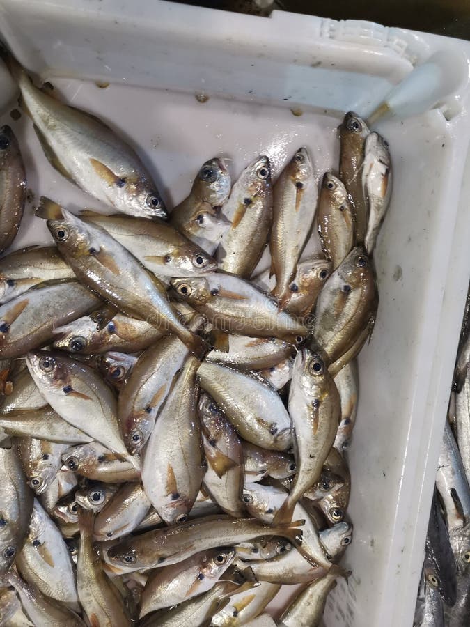 Fish from the Freshly Caught are almost Alive Stock Photo - Image of ...