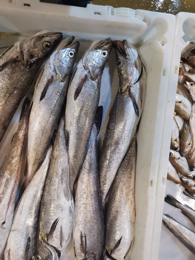 Fish from the Freshly Caught are almost Alive Stock Image - Image of ...