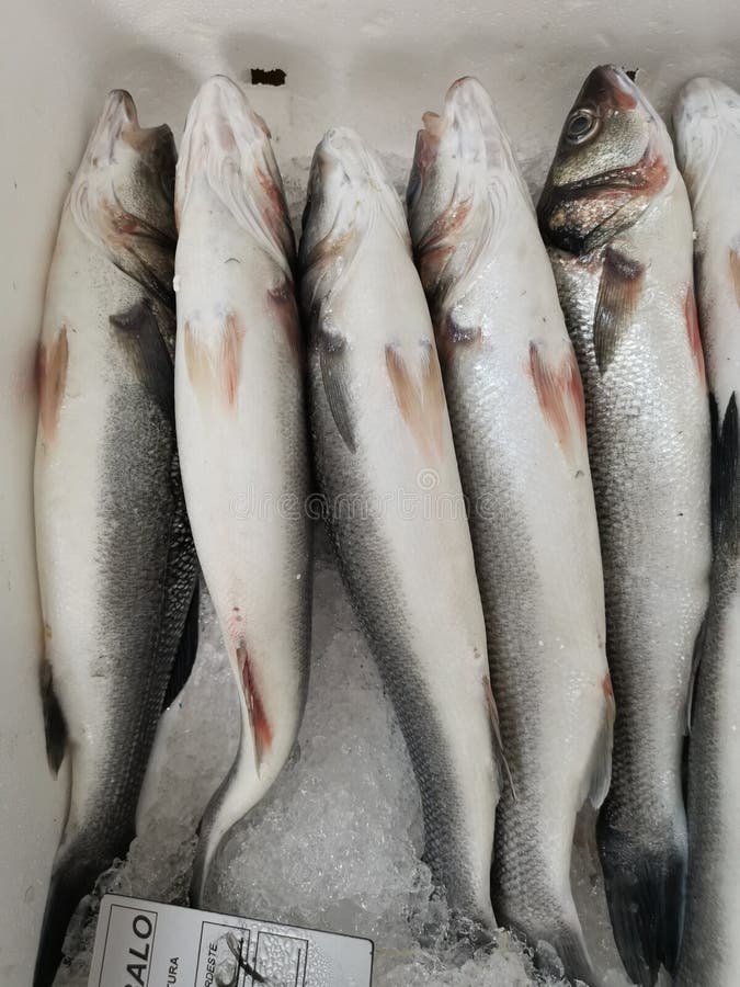 Fish from the Freshly Caught are almost Alive Stock Image - Image of ...