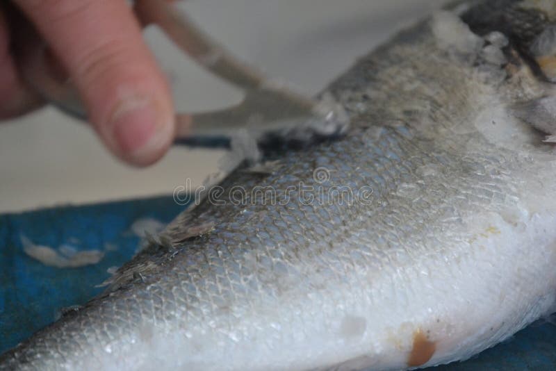 Fish from the Freshly Caught are almost Alive Stock Image - Image of ...