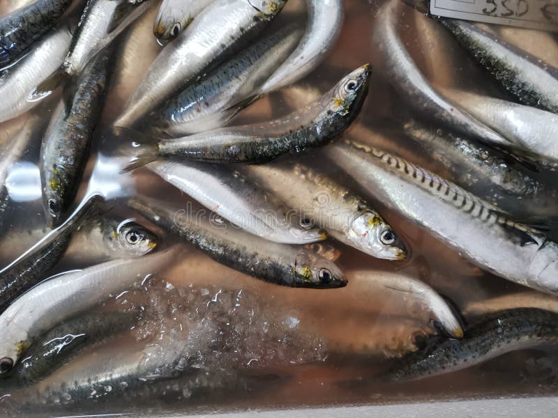 Fish from the Freshly Caught are almost Alive Stock Image - Image of ...