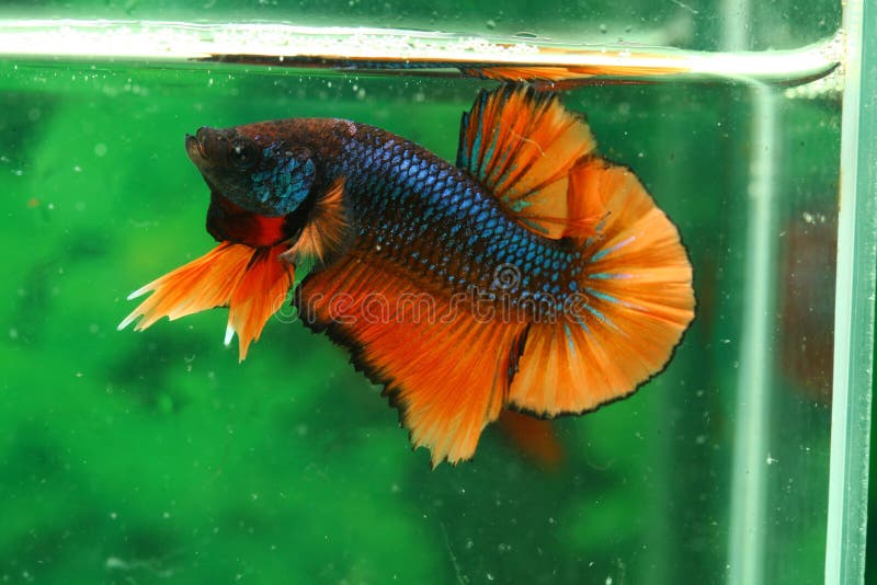 Fish, Freshwater Aquarium, Orange, Organism Stock Photo - Image of tail ...