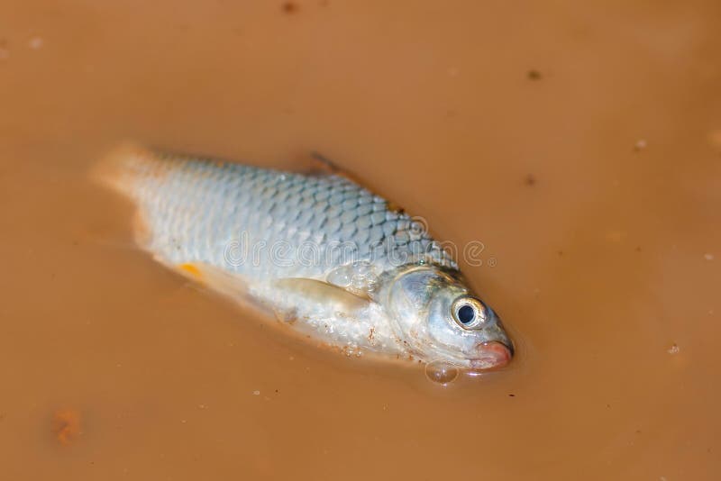 The Fish,Freshwater Fish,Java Barb, Silver Barb. Stock Image - Image of ...