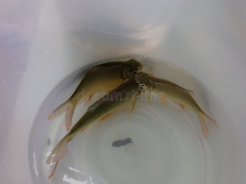 Fish stock image. Image of fish, aherd, eating, weed - 75712285