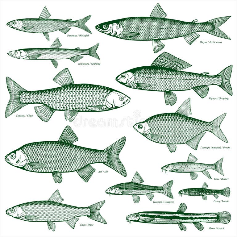 Minnow Vector Stock Illustrations – 919 Minnow Vector Stock ...