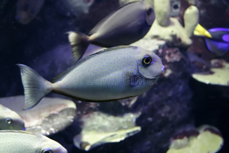 Fish with friends stock photo. Image of carp, ocean, coral - 1128826