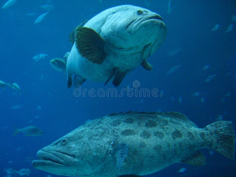 Fish Friends stock photo. Image of nature, tropical, swimming - 4151406