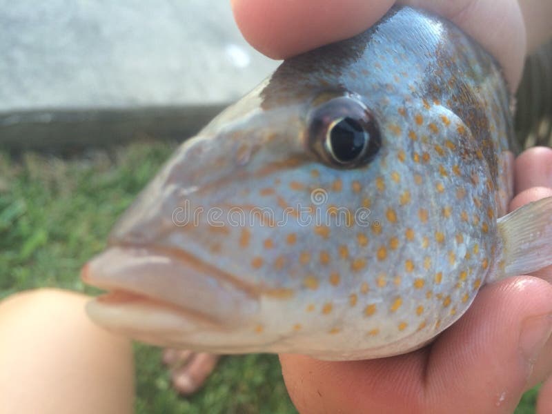 Fish with friends stock photo. Image of food, sunlight - 209859338