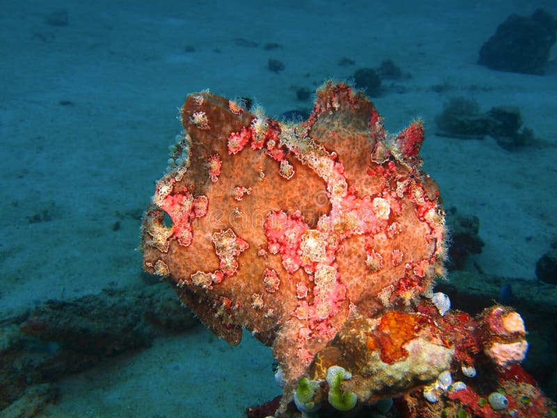 Fish-frog stock image. Image of world, tropic, coral - 29525825