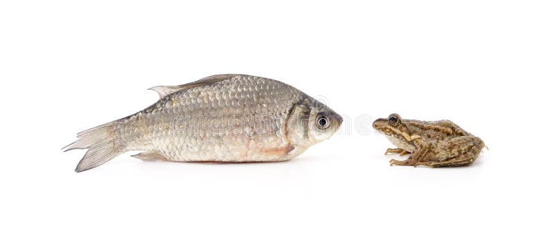 280 Frog Eating Fish Stock Photos - Free & Royalty-Free Stock Photos ...