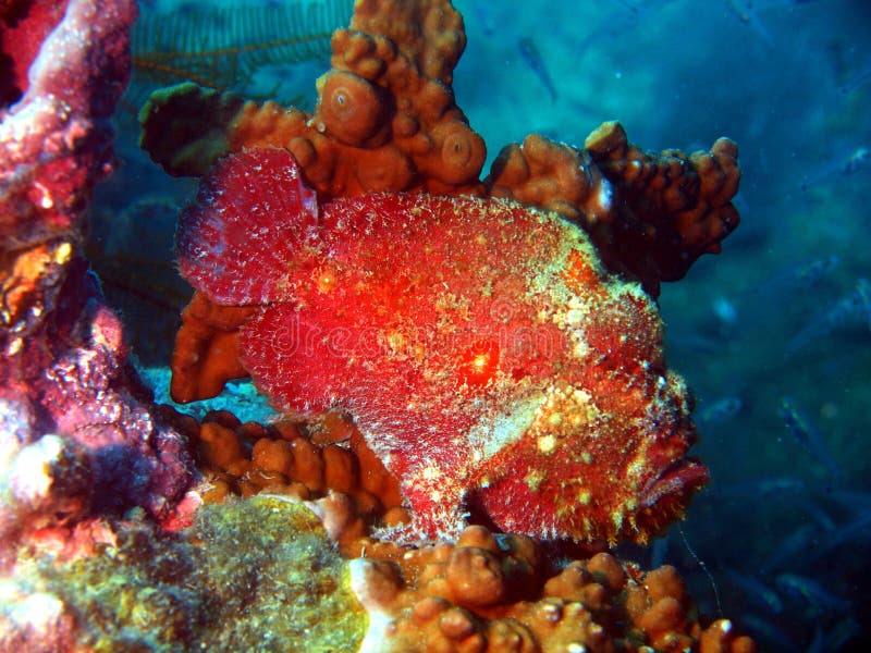 Fish-frog of red color stock image. Image of ocean, fish - 19808773