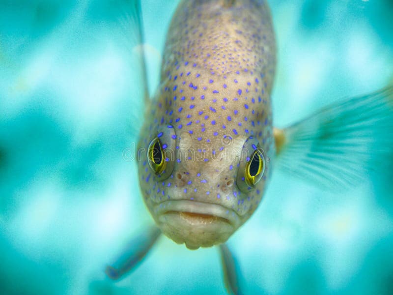 Fish front view stock photo. Image of blue, single, expression - 149359256