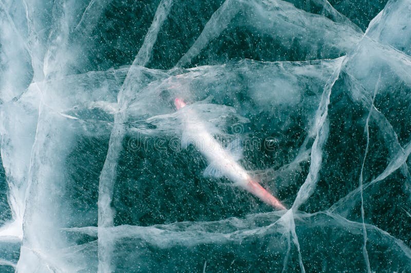 Fish frozen in ice stock image. Image of fish, nature - 79064347