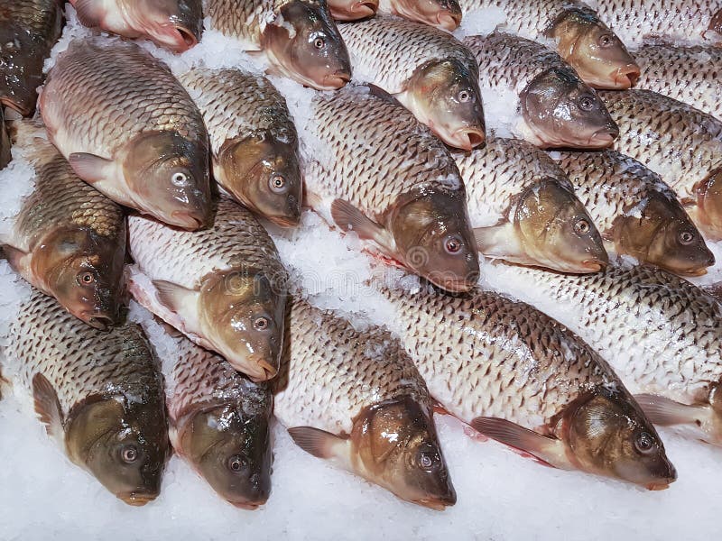 Fish Frozen in the Clear Transparent Ice of the Lake Stock Image ...