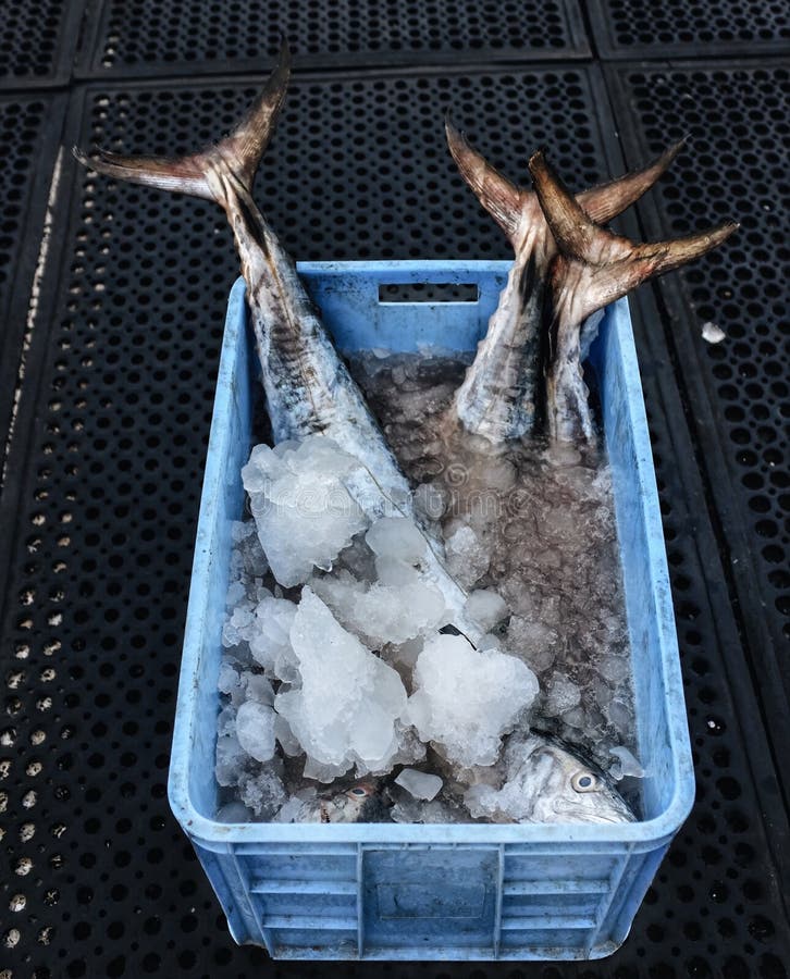 Fish in a Full of Ice Bucket Stock Image - Image of full, fishes: 164678563