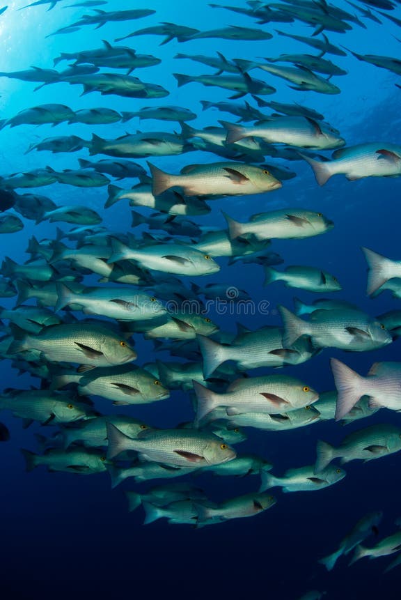 Fish fusion stock photo. Image of adventure, ocean, close - 21164218